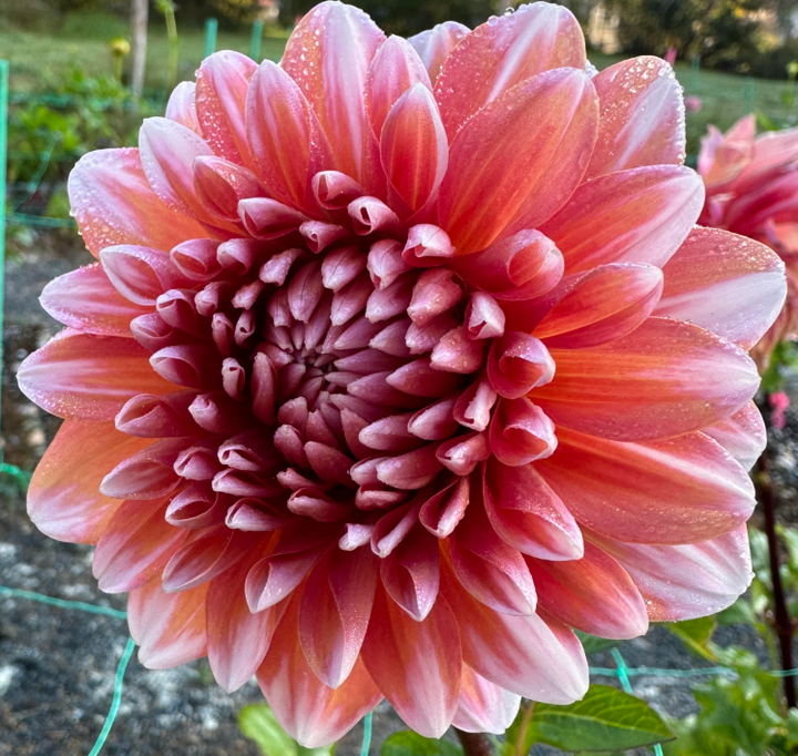 Nova Scotia Flower Farm Dahlia Sales – Runic Flower Farm